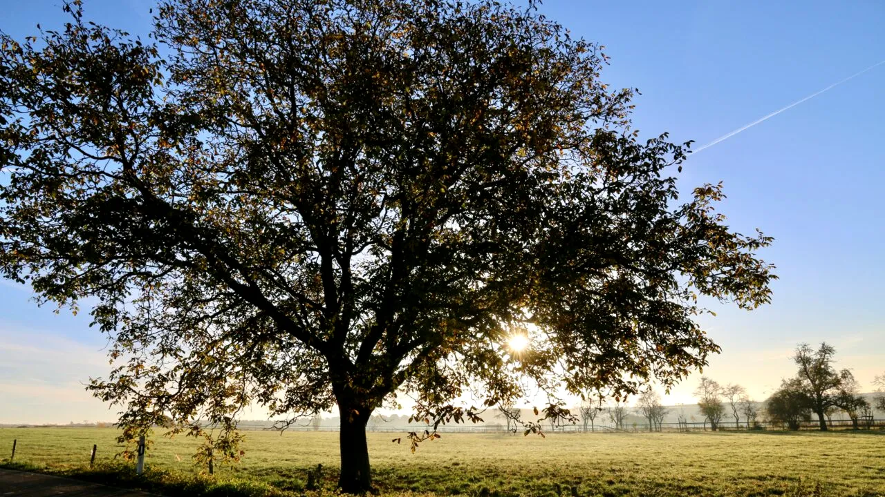 Nucul, copacul protejat de lege. De ce nu ai voie să tai nucii