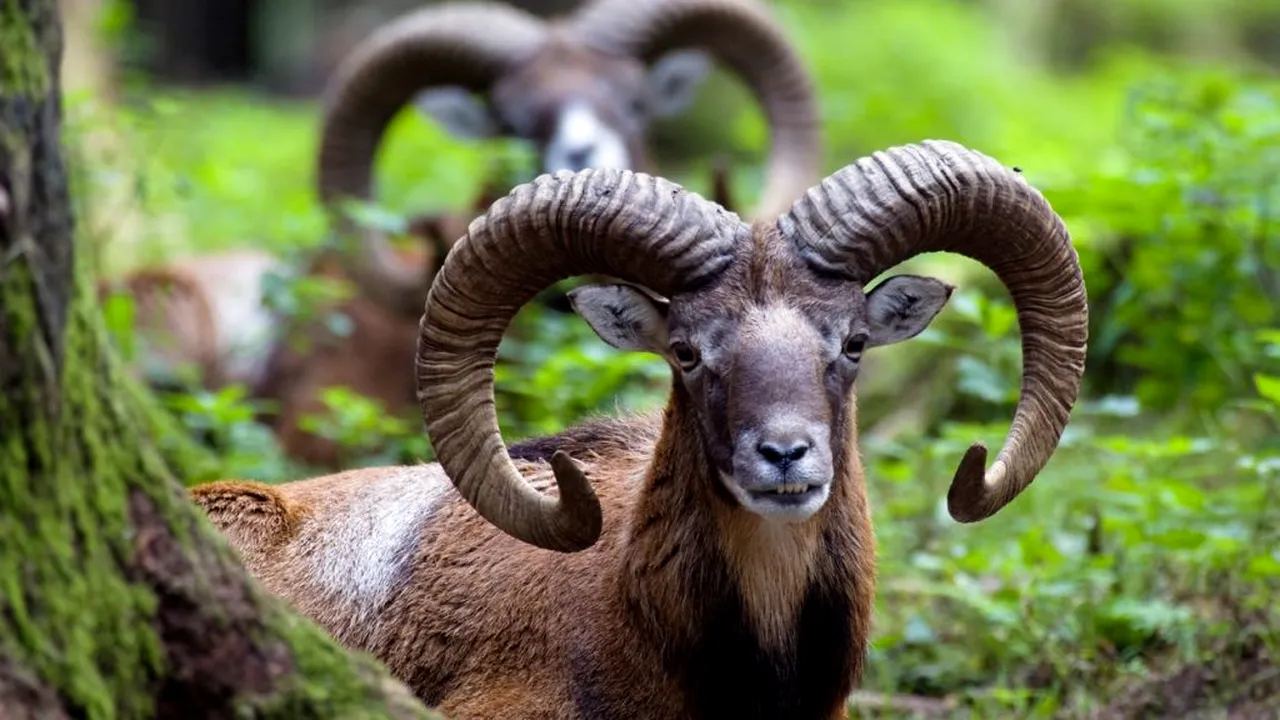 Fiul lui Donald Trump a ucis un animal rar cu un permis special de ...