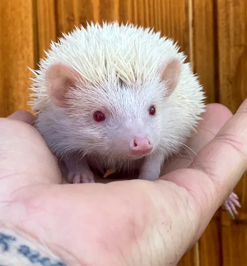 Afacerea genială cu care un sibian s-a îmbogățit. Crește arici pitici ...