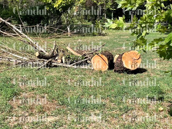 Cum se taie arborii în Herăstrău ca să se extindă Taverna Racilor ...